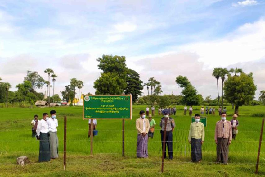 ငါန်းဇွန်မြို့နယ်တွင် မိုးစပါး Rs Cs မျိုးစေ့ထုတ်စိုက်ခင်းများ တစ်ဧက တင