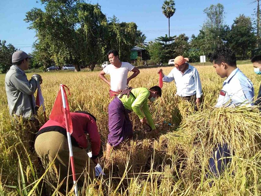 လှိုင်းဘွဲမြို့နယ် ဒိုင်းပြကုန်းကျေးရွာတွင် မိုးစပါး ဆင်းသုခ စံကွက