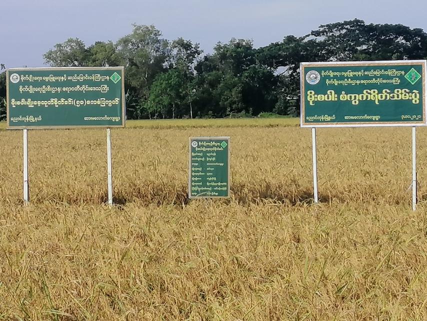 ညောင်တုန်းမြို့နယ်၌ ဆင်းသုခမျိုးစေ့ထုတ်စိုက်ခင်းစံကွက်ရိတ်သိမ်း