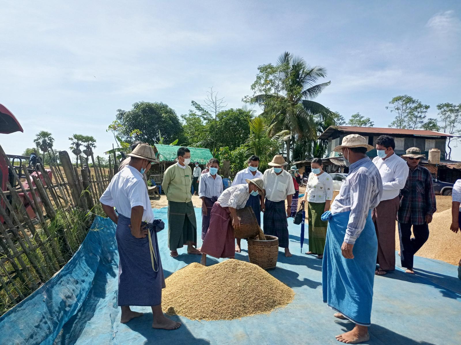 မုဒုံမြို့နယ် ကွမ်တာကျေးရွာ၌ ၂၀၂၁ ၂၀၂၂ မိုးစပါးစံကွက် ဧက ၁၀၀ ရိတ်သိမ်း Information And Public
