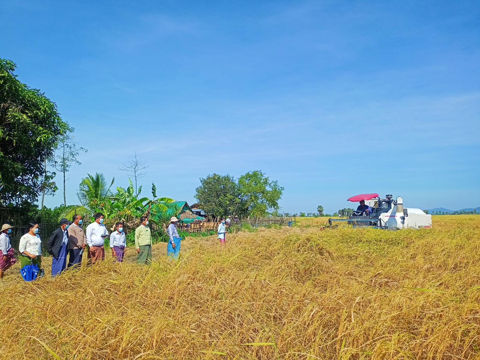 မုဒုံမြို့နယ် ကွမ်တာကျေးရွာ၌ ၂၀၂၁ ၂၀၂၂ မိုးစပါးစံကွက် ဧက ၁၀၀ ရိတ်သိမ်း