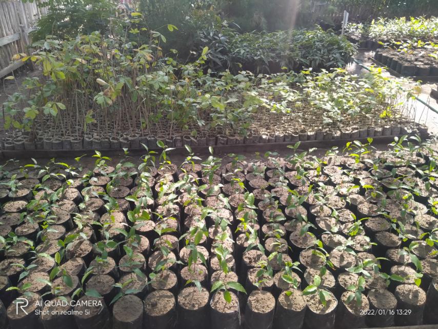 တန့်ဆည်မြို့နယ်၌၂၀၂၂ မိုးရာသီ တွင် စိုက်ပျိုးရန် သစ်မျိုးစုံ ပျိုးပင်န