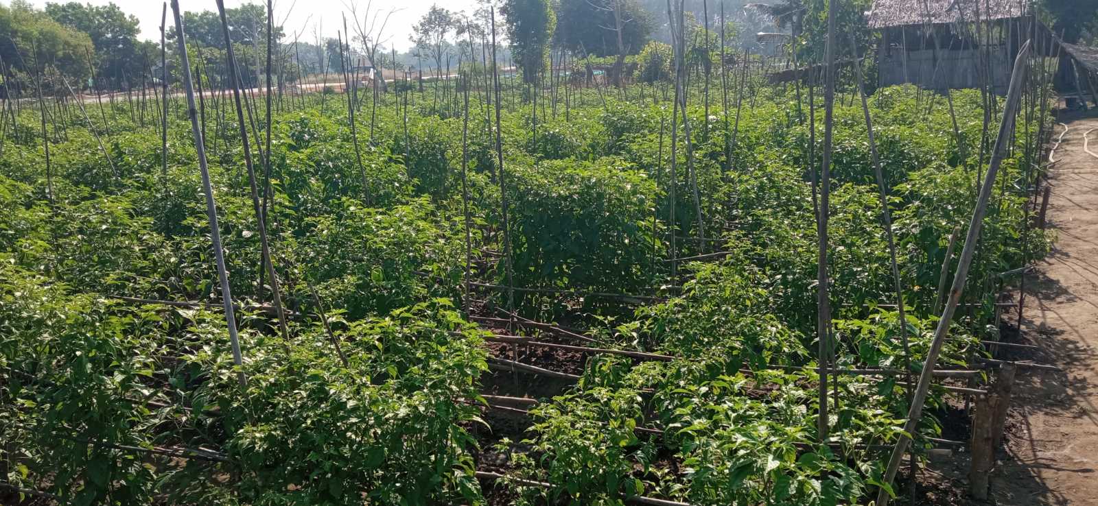 ကျိုက်မရောတွင် ရာသီမရွေးစိုက်ပျိုးနိုင်သော စျေးကွက်ဝင်ငရုတ်ပင်များ အောင