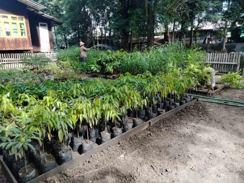 တန့်ဆည်မြို့နယ်၌၂၀၂၂ မိုးရာသီ တွင် စိုက်ပျိုးရန် သစ်မျိုးစုံ ပျိုးပင်န