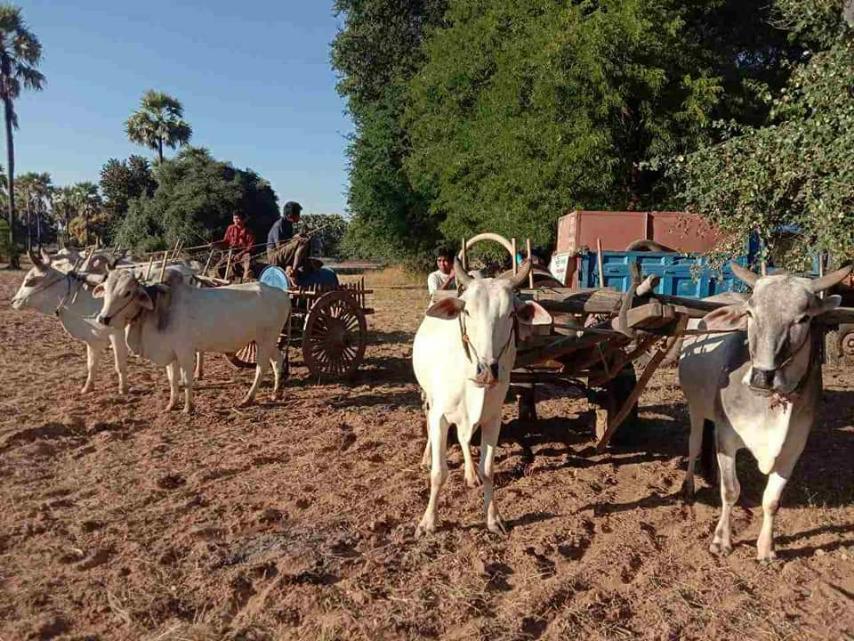 ရန်ကုန်မြို့ ဝေမျှခြင်းပရဟိတမိသားစုမှ ညောင်တိုတဲတိုက်သို့ သောက