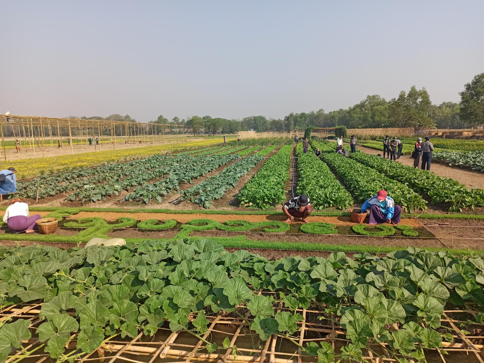 ကန်ကြီးထောင့်မြို့၌ တောင်သူလယ်သမား အခမ်းအနားအား စည်ကားသိုက်မြိုက်စွာ က ...