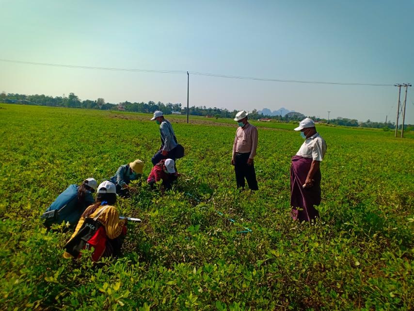 ဘားအံမြို့နယ်တွင် ၂၀၂၁ ၂၀၂၂ခုနှစ်၊ အောင်မြင်ဖြစ်ထွန်းနေသော ဆောင်းသီးနှံမြေပဲ စံပြစိုက်ခင်း ၁၅