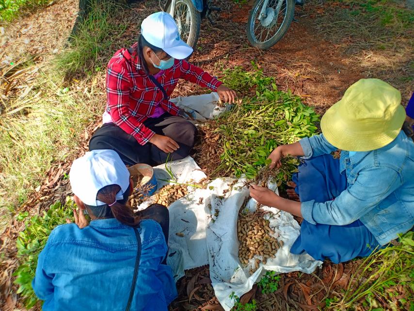 ဘားအံမြို့နယ်တွင် ၂၀၂၁ ၂၀၂၂ခုနှစ်၊ အောင်မြင်ဖြစ်ထွန်းနေသော ဆောင်းသီးနှံမြေပဲ စံပြစိုက်ခင်း ၁၅