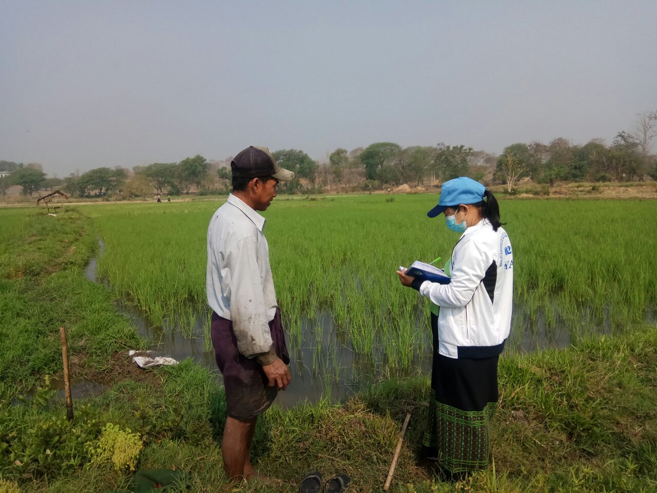 ပန်းတောင်းမြို့နယ် ညောင်ကုန်းကျေးရွာတွင် နွေးစပါးစိုက်တောင်သူနှင့် စားသုံးသူ ရေးရာဦးစီးဌာနမှ ကွင