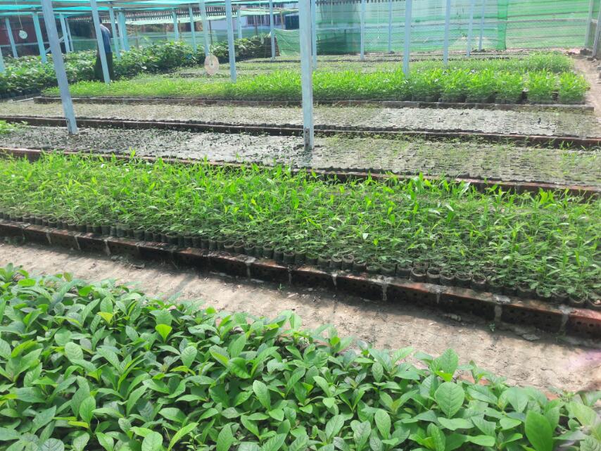 ညောင်လေးပင်မြို့တွင် မြို့မပျိုးဥယျာဉ်၌ ပျိုးပင်မျိုးစုံ ၄၀၅၀၀ ပ