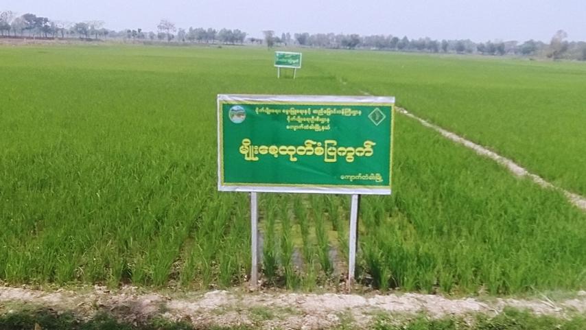 ကျောက်တံခါးမြို့နယ်တွင် ယခုနှစ်နွေစပါးစိုက်ဧက လျာထားချက်ထက် ၄၅ ဧကကျော
