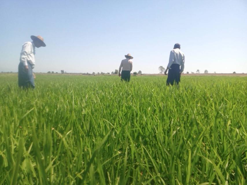 ကျောက်ကြီးမြို့နယ်တွင် နွေစပါးစိုက်ပျိုးဧက ၄၄၆ ဧက စိုက်ပျိုးနိုင်ခဲ့ Information And Public