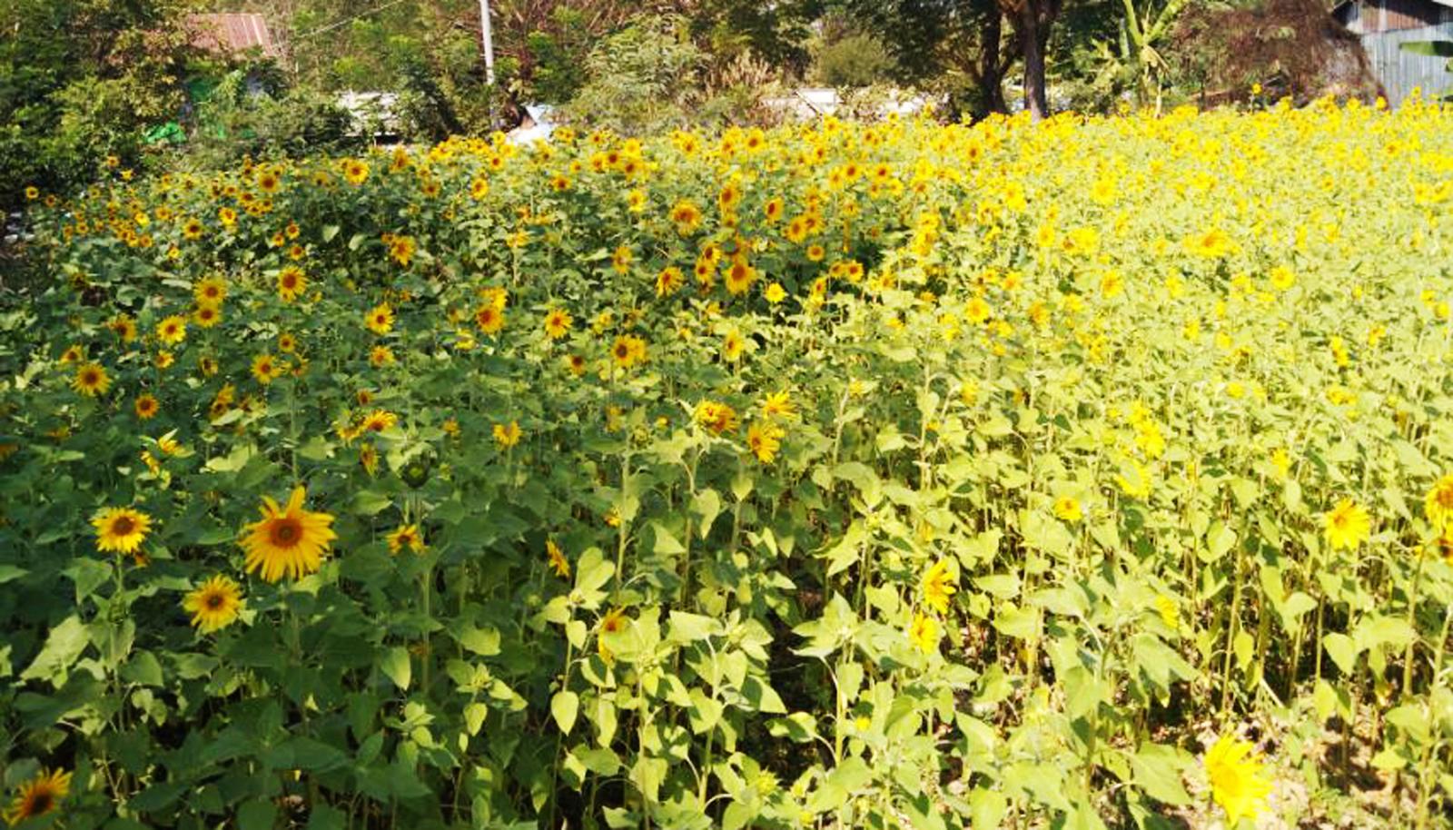 ဇီးကုန်းမြို့နယ်တွင် ဆီထွက်သီးနှံနေကြာစိုက်ပျိုးဧက ၁၀၅၂ ဧက စိုက်ပ