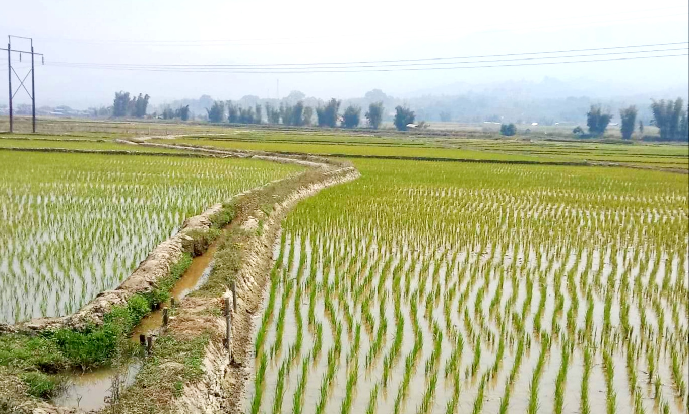 နမ့်ခမ်းမြို့၌ နွေစပါးတောင်သူများက ၂၀၂၂ ခုနှစ်အတွက် နွေစပါးများ စိုက်ပ