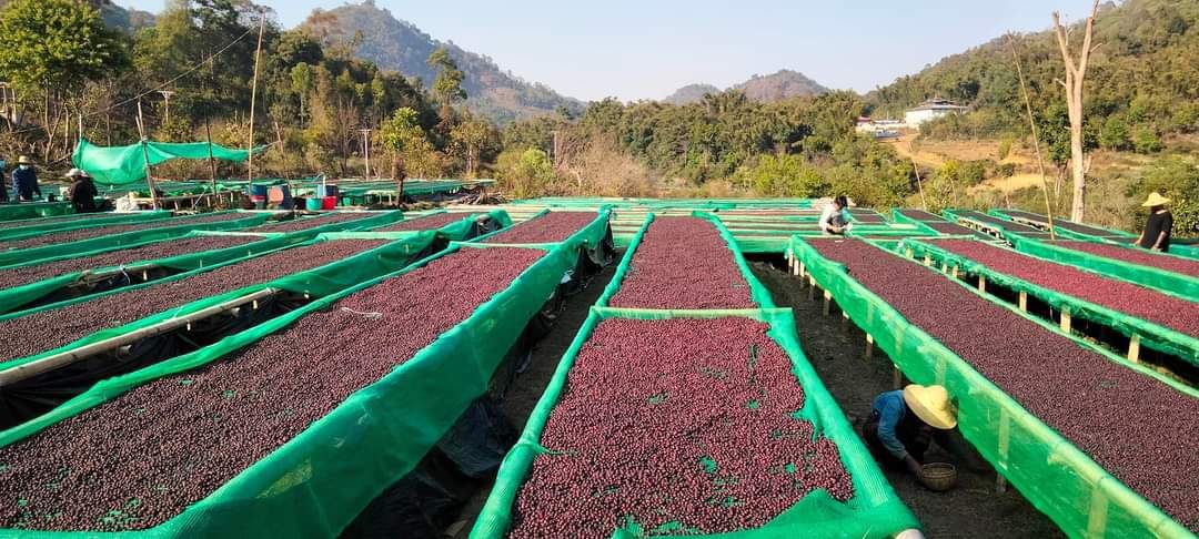 ဟိုပုံးမြို့နယ်တွင် ကော်ဖီစိုက်ဧကပေါင်း ၇၅၀ ကျော်ရှိပြီး ပြည်တွင်း၊ ပ