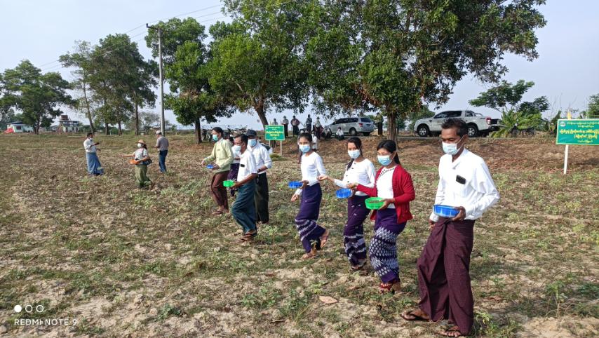 သနပ်ပင်မြို့နယ်တွင် သစ်စိမ်းမြေဩဇာ ပိုက်ဆံလျှော် မျိုးစေ့ပေးအပ်ပွဲနှင့် မျိုးစေ့ကြဲပက်ပွဲကျင်းပ