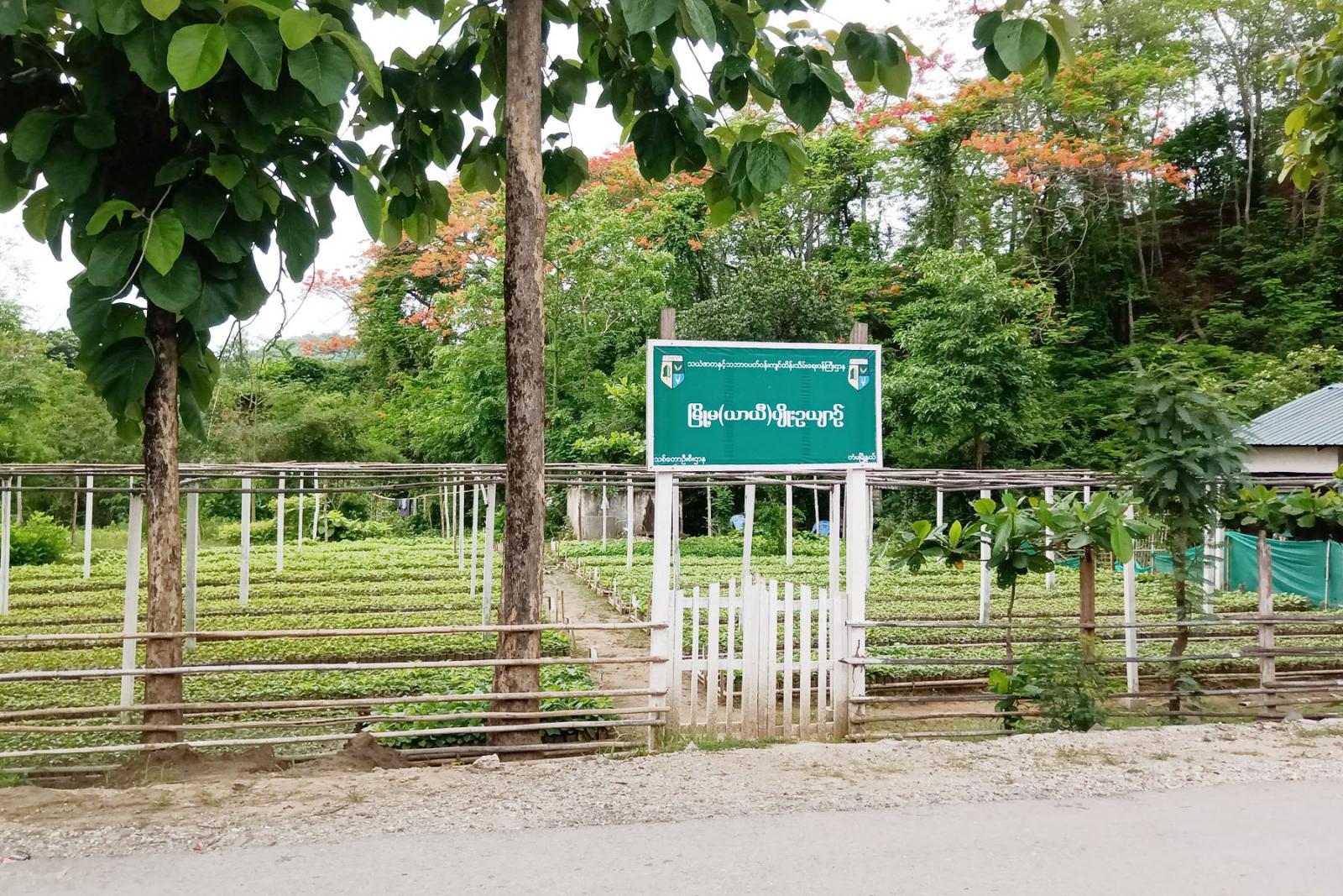 ကံမမြို့နယ်တွင် သစ်တောဦးစီးဌာနမှ ဒေသအတွင်း စိမ်းလန်းစိုပြေရေးအတွက်ပ