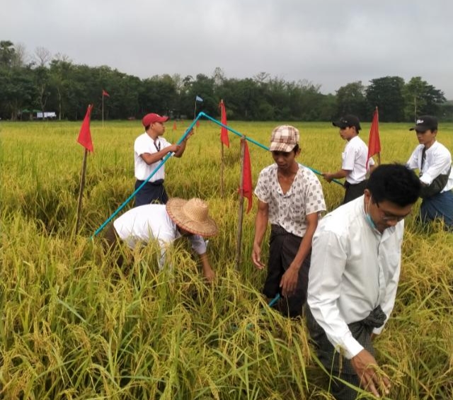 ကြံခင်းမြို့၌ နွေစပါးစံကွက်ရိတ်သိမ်းပွဲ ကျင်းပပြုလုပ် Information And