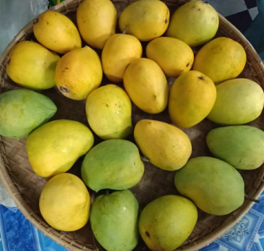 ညောင်ဦးမြို့နယ်နှင့်ကျောက်ပန်းတောင်းမြို့နယ်တို့တွင် စိန်တစ်လုံးသရက်သီးဈေးနှုန်း ဆယ်လုံးဈေးတစ