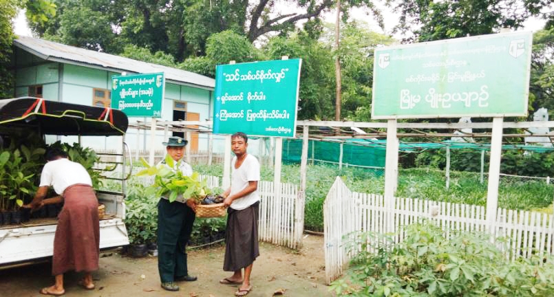 မြင်းမူမြို့နယ် သစ်တောဦးစီးဌာန မြို့မပျိုးဥယျာဉ်မှ ပြည်သူလူထုထံသို့ ပ
