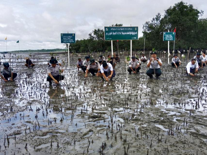 ကျောက်ဖြူမြို့နယ်၌ ၂၀၂၂ ခုနှစ်၊ မိုးရာသီ Icm ဒီရေတောသစ်ပင်စိုက်ပျိုးပ