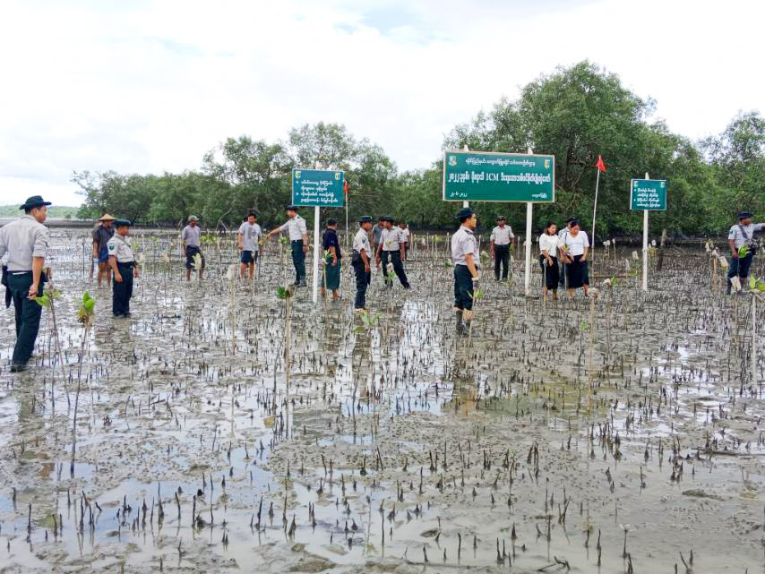 ကျောက်ဖြူမြို့နယ်၌ ၂၀၂၂ ခုနှစ်၊ မိုးရာသီ Icm ဒီရေတောသစ်ပင်စိုက်ပျိုးပ