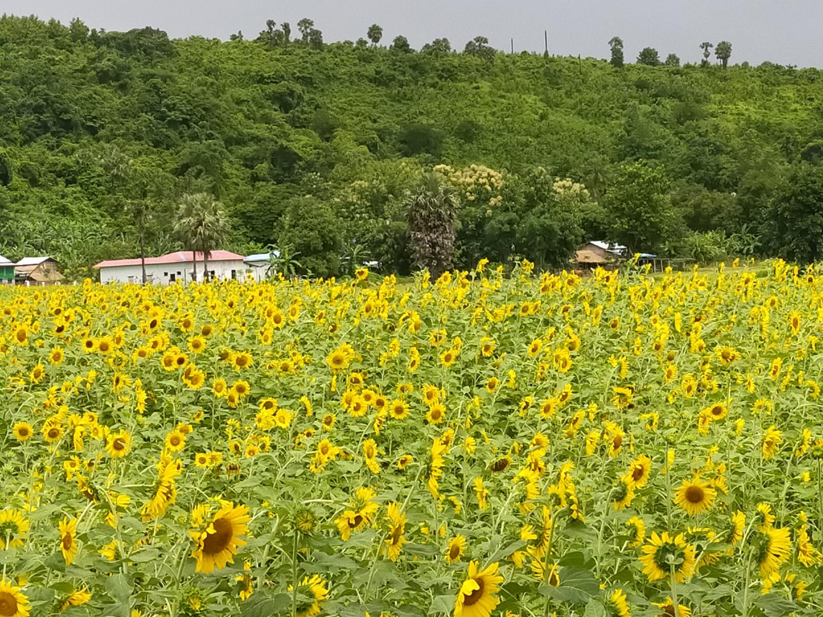 ကြံခင်းမြို့နယ်တွင် စားသုံးဆီဖူလုံစေရန် မိုးနေကြာ မျိုးစေ့ထုတ်စိုက်ပ