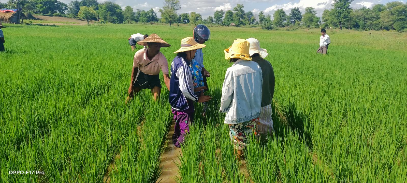 နတ်မောက်မြို့နယ်၌ မိုးစပါးများ ပိုးမွှားရောဂါကာကွယ်ရေး ကပ်ပါးနကျယ်ကောင်များ စုပေါင်းလွှတ်ပေး