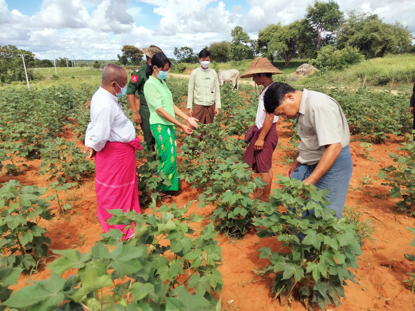 နတ်မောက်မြို့နယ်၌ ငွေချည် ၆ ဝါစိုက်ပျိုးထားရှိမှု အခြေအနေများ ကွင်းဆင