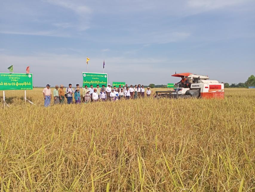 ဒိုက်ဦးမြို့နယ်၌ မိုးစပါးစံကွက်ရိတ်သိမ်းပွဲ ကျင်းပ Information And Public Relations Department