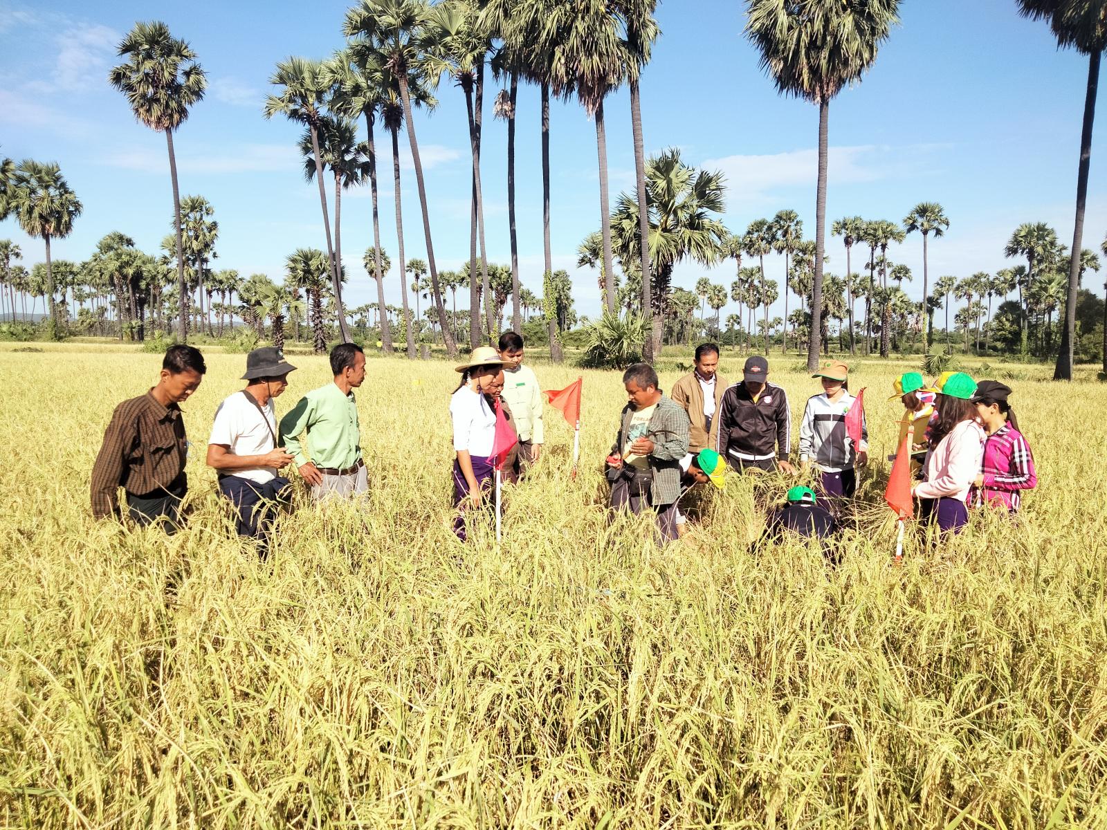 နတ်မောက်မြို့နယ် ပ လက္ခုပ္ပင် ကျေးရွာအုပ်စု၌ ဆင်းသုခ မိုးစပါးစံကွက်ရိတ်သိမ်းပွဲကျင်းပ