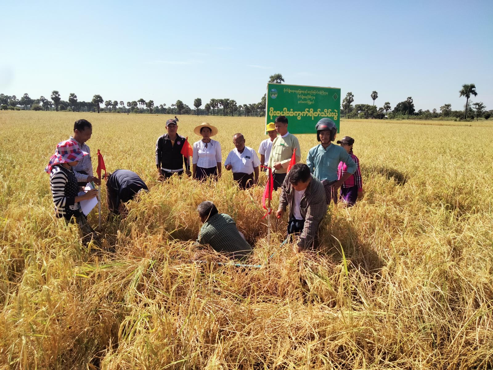 နတ်မောက်မြို့နယ် ပ ဂွေးချိုကျေးရွာတွင် မိုးစပါးများ စတင် ရိတ်သိမ်း