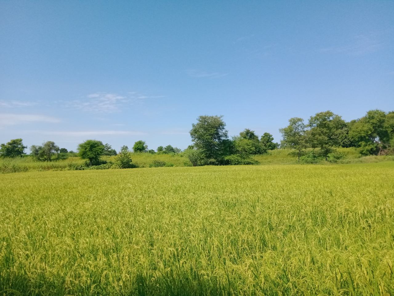နတ် မောက်မြို့နယ်တွင် မိုးစပါးများ အောင်မြင်ဖြစ်ထွန်း Information And