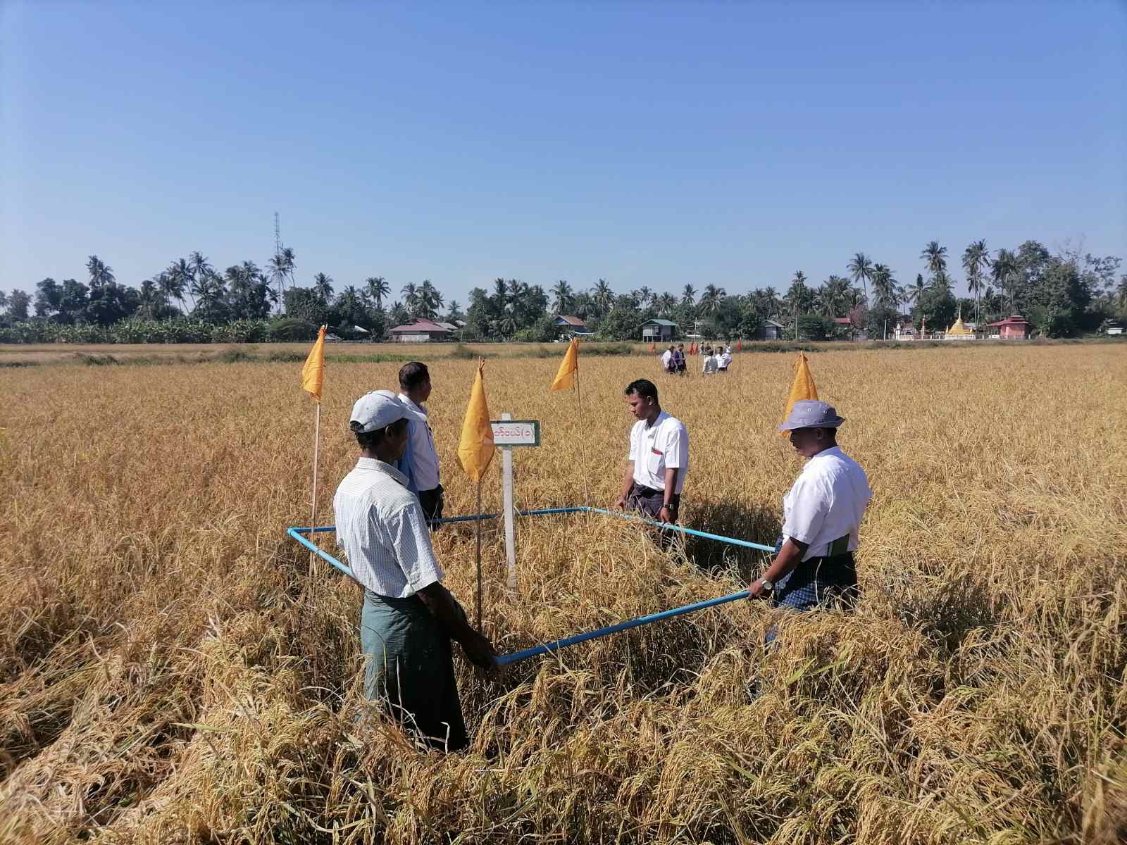 လယ်ဝေးမြို့နယ် စည်ပိုင်းကျေးရွာတွင် ဆင်းသုခစပါးမျိုးကောင်း ကိုယ်စားပ