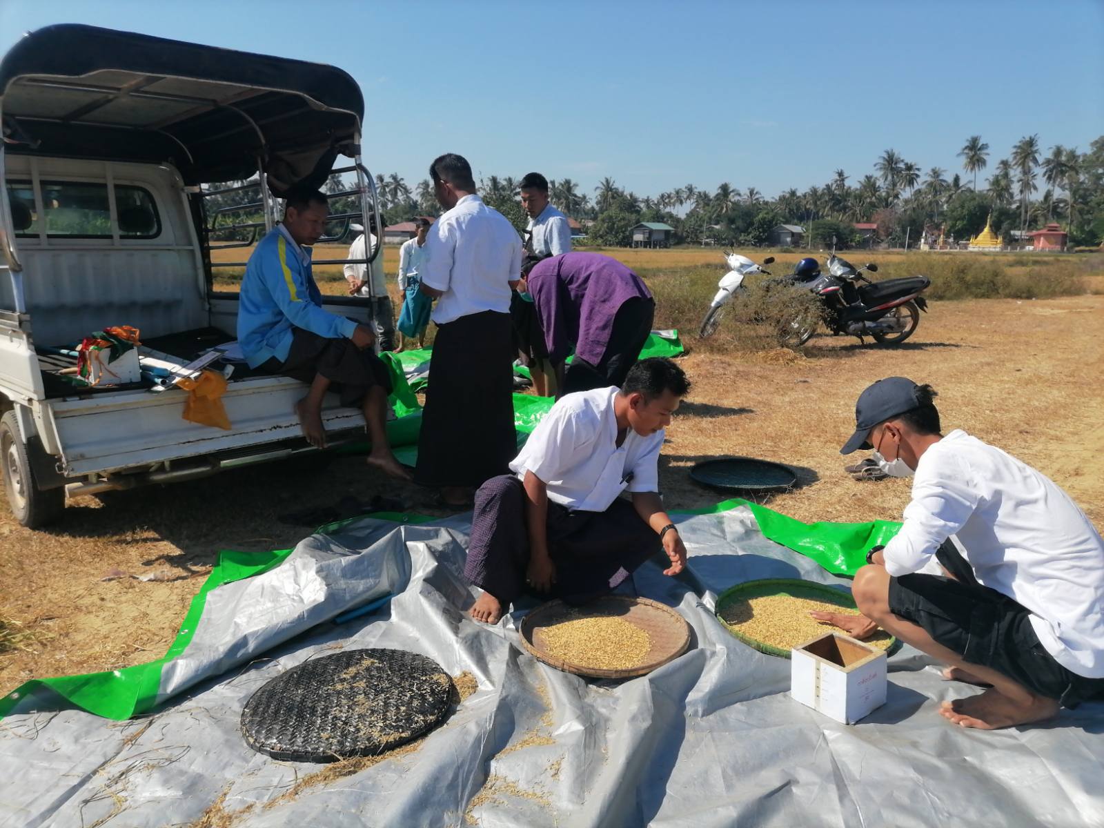 လယ်ဝေးမြို့နယ် စည်ပိုင်းကျေးရွာတွင် ဆင်းသုခစပါးမျိုးကောင်း ကိုယ်စားပ