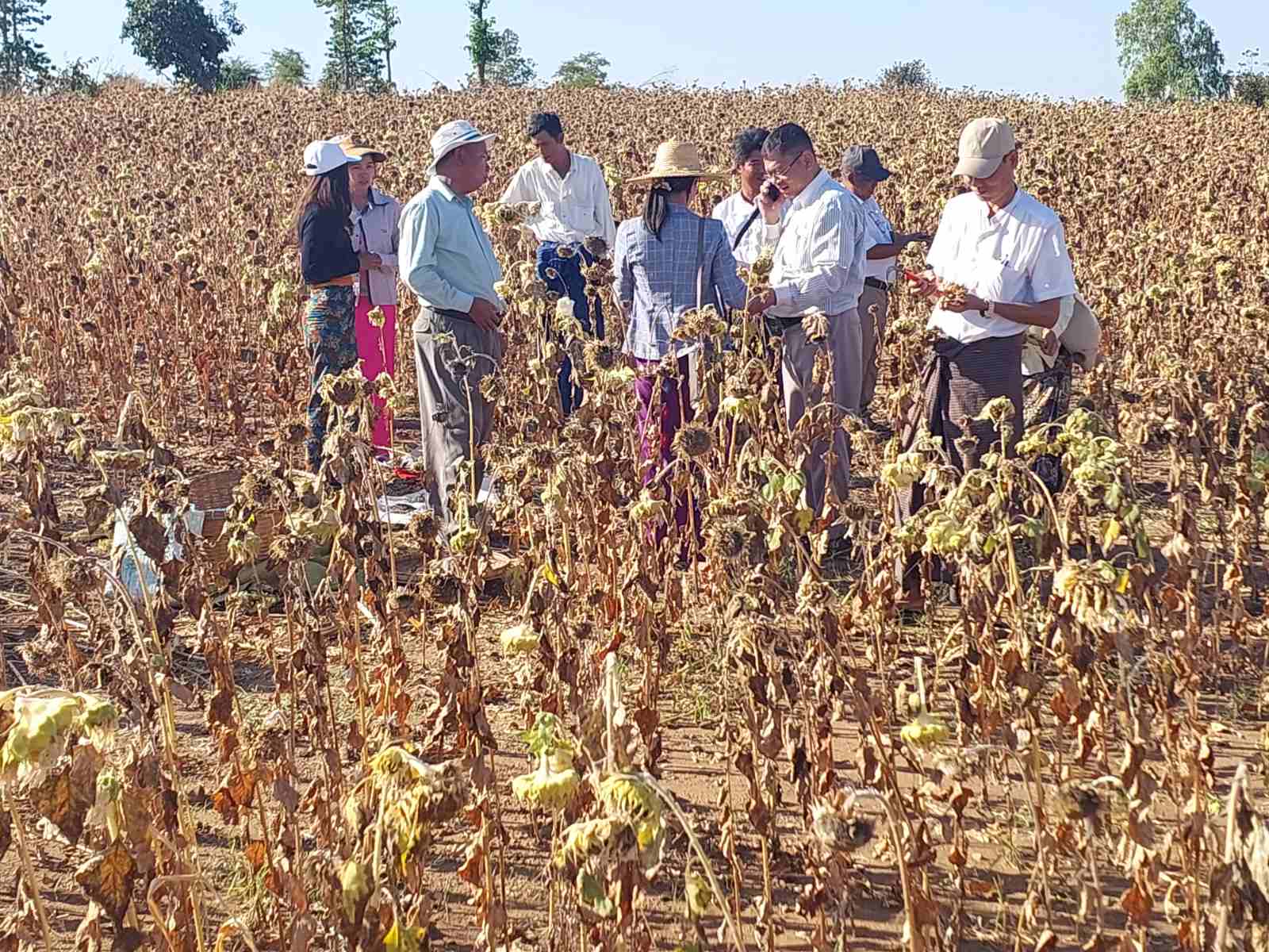 နတ်မောက်မြို့နယ်တွင် မိုးနှောင်း ဆင်းရွှေကြာ ၂ နေကြာစံကွက်ရိတ်သိမ်း