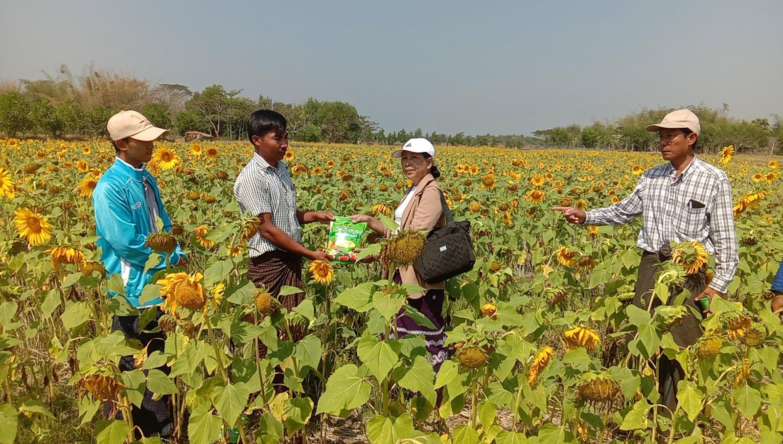 ဒေးဒရဲမြို့၌ ဆီထွက်သီးနှံနေကြာစိုက်ပျိုးလျက်ရှိသော တောင်သူများအား ရွက်ဖ
