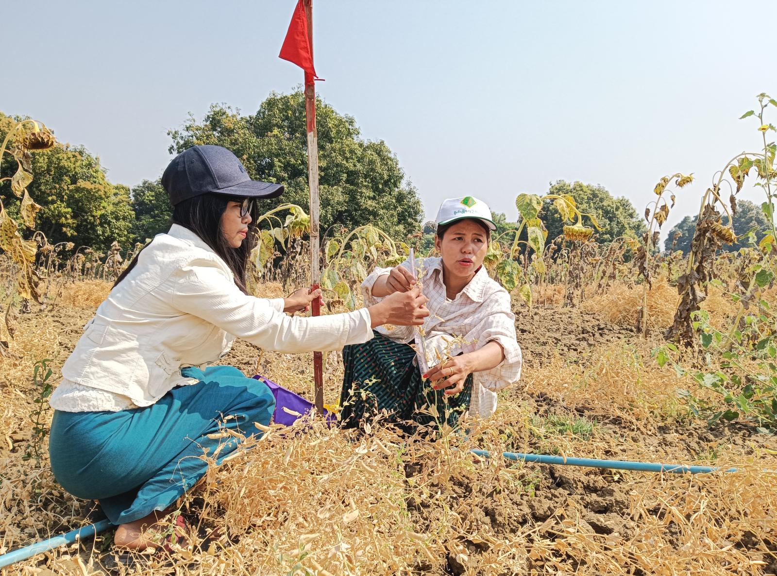 နတ်မောက်မြို့နယ် အင်းကုန်းကျေးရွာတွင် စားတော်ပဲစမ်းသပ်စိုက်ပျိုးခဲ့သည့