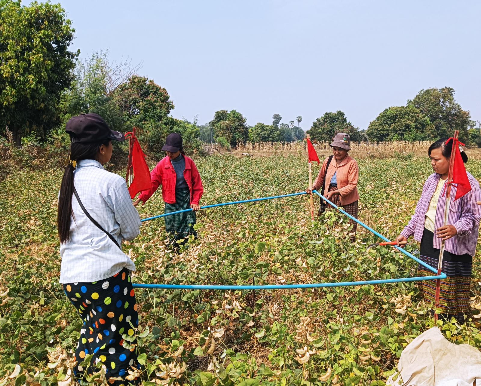 နတ်မောက်မြို့နယ် အင်းကုန်းကျေးရွာ၌ ဒေသစားသုံးမှုများသော ပဲကြီးစံကွက်ရိတ်သိမ်းပွဲကျင်းပ