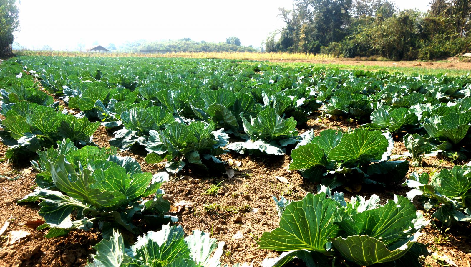 မိုင်းဆတ်မြို့၌ ဂေါ်ဖီထုပ်စိုက်တောင်သူများ အဆင်ပြေ Information And