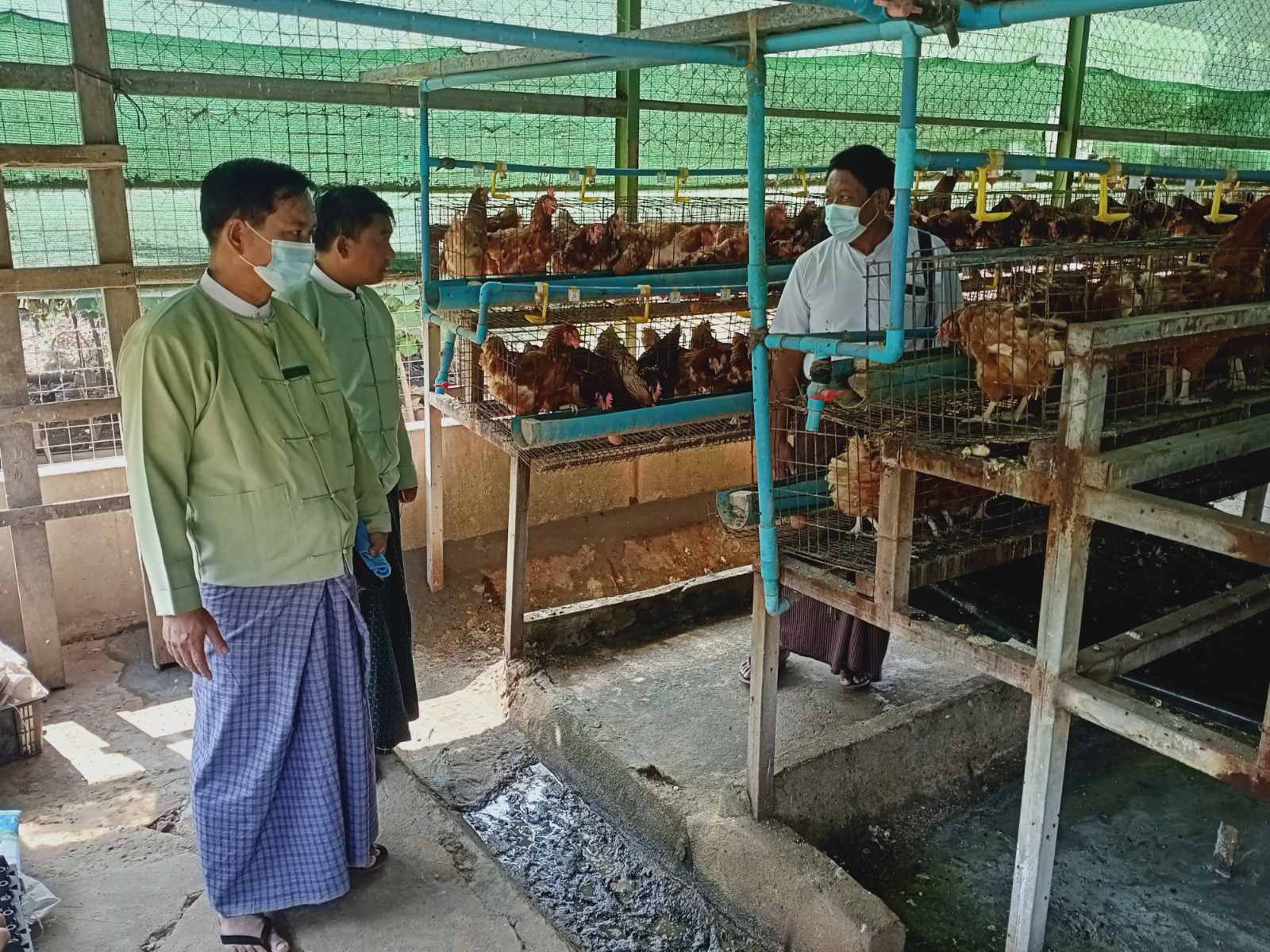 ဒိုက်ဦးမြို့နယ်၊ မွေးမြူရေးနှင့်ကုသရေးဦးစီးဌာနမှ တပ်တွင်းမွေးမြူရေးခြံမ