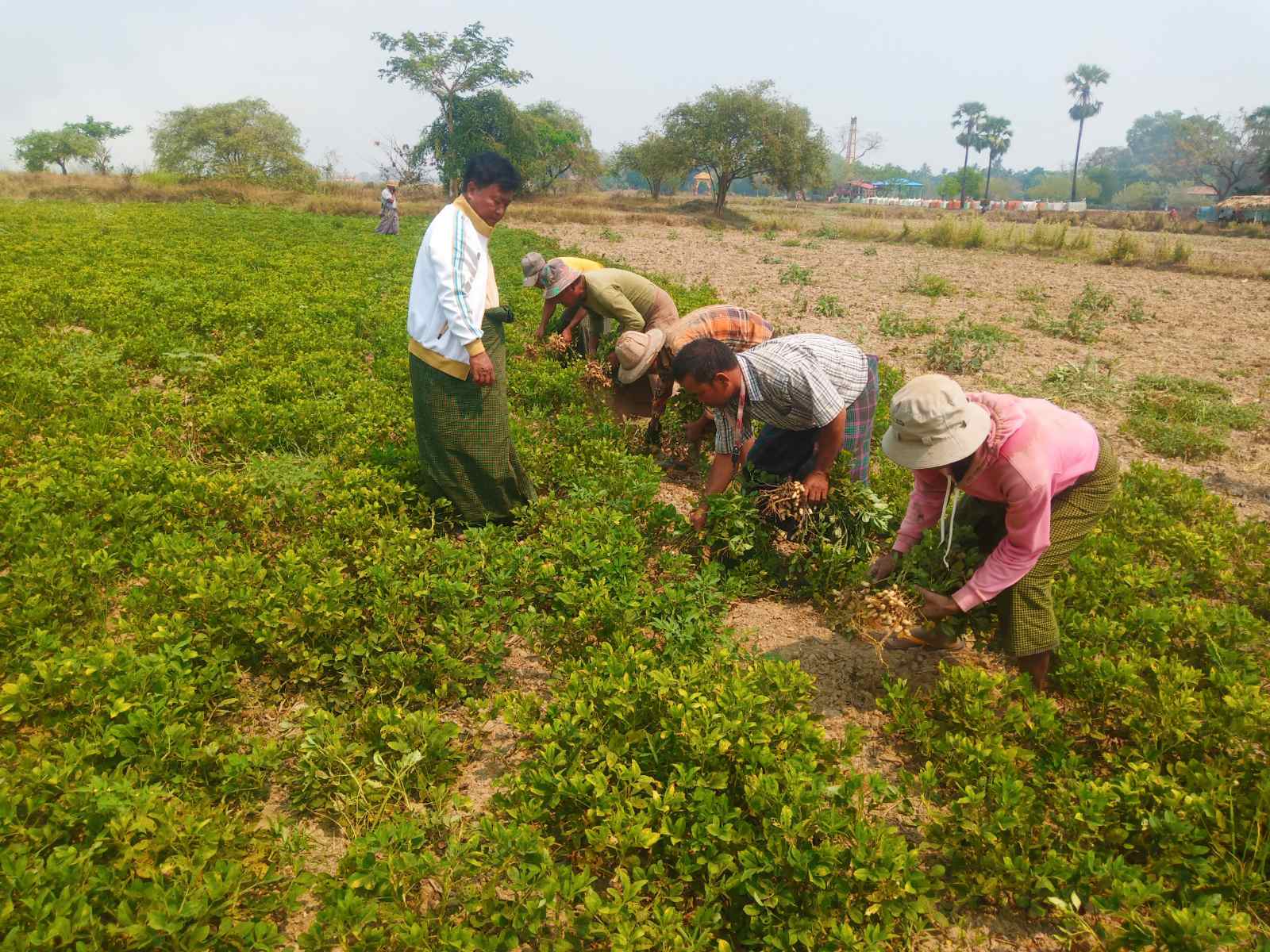 ကျိုက်ထိုမြို့နယ် ကျိုက္ကသာကျေးရွာ၌ မြေပဲမျိုး ယှဉ်ပြိုင် စမ်းသပ်ခြင်း