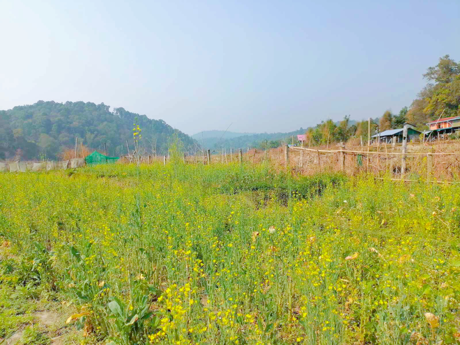 လိပ်သိုမြို့၌ မုန်ညင်းရွက် တစ်နိုင်တစ်ပိုင် စိုက်ပျိုးရောင်းချခြင်းဖြင့