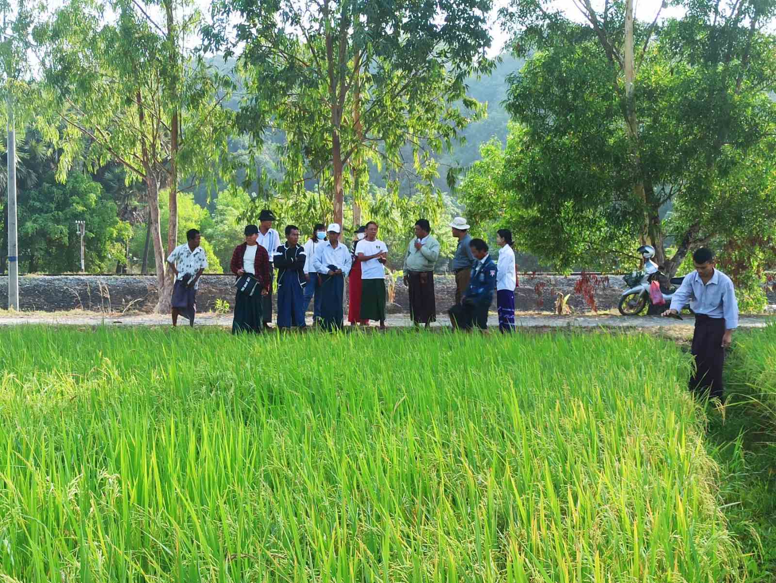 စပါးမျိုးကောင်းမျိုးသန့် စိုက်ပျိုးထုတ်လုပ်နိုင်ရေး တောင်သူများတွေ့ဆုံဆ