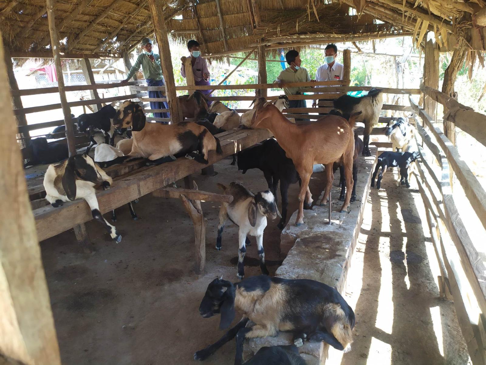 နတ်မောက်မြို့နယ် ပန်းညိုကျေးရွာတွင် ကျေးရွာမတည်ရန်ပုံငွေစီမံကိန်း Vrfp
