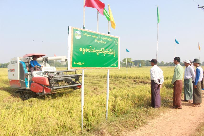 ဇီးကုန်းမြို့နယ်၌ စပါးရိတ် သိမ်းခြွေလှေ့စက်ဖြင့် နွေစပါးစံကွက်ရိတ်သိမ်း တစ်ဧက အစိုတင်း ၁၄၆ ၃၀ တင