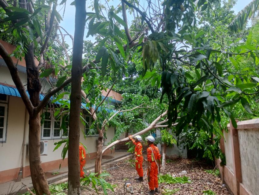 ပုဗ္ဗသီရိမြို့နယ်အတွင်း လေပြင်းတိုက်ခတ်မှုကြောင့် ပိတောက်ပင် နှစ်ပင်က