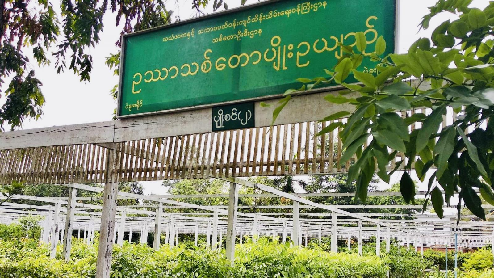 ပဲခူးမြို့နယ်သစ်တောဦးစီးဌာန ပျိုးဥယျာဉ်များတွင် ၂၀၂၃ ခုနှစ