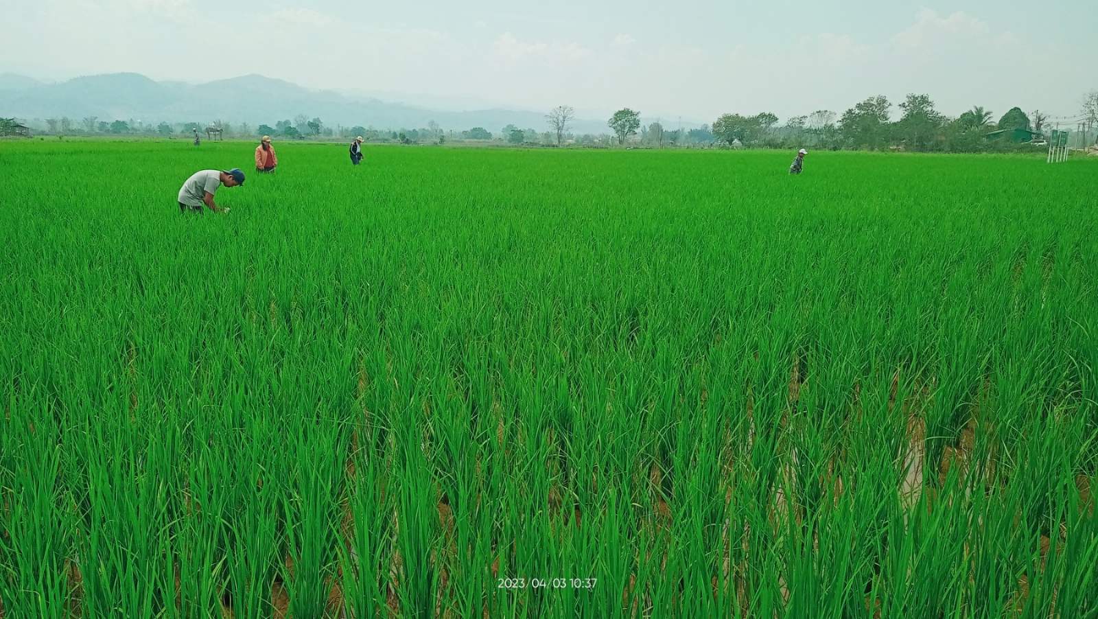 သိန္နီမြို့နယ်တွင် နွေစပါးစိုက်ခင်းများ ဘက်စုံပိုးမွှား ကာကွယ်နှိမ်နှင