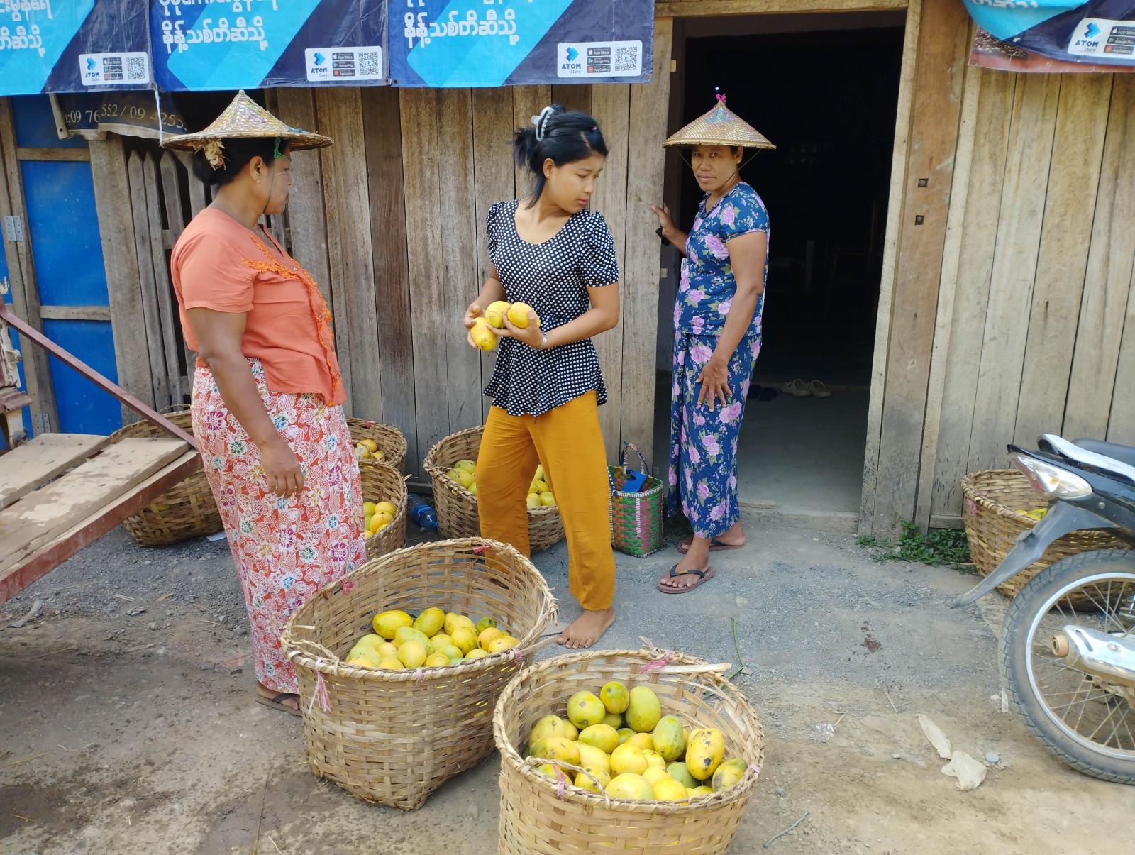 မအီမြို့တွင် ရာသီပေါ်ဦးစ ဒေသထွက်ရင်ကွဲသရက်သီးများ ဈေးကောင်းရရှိ